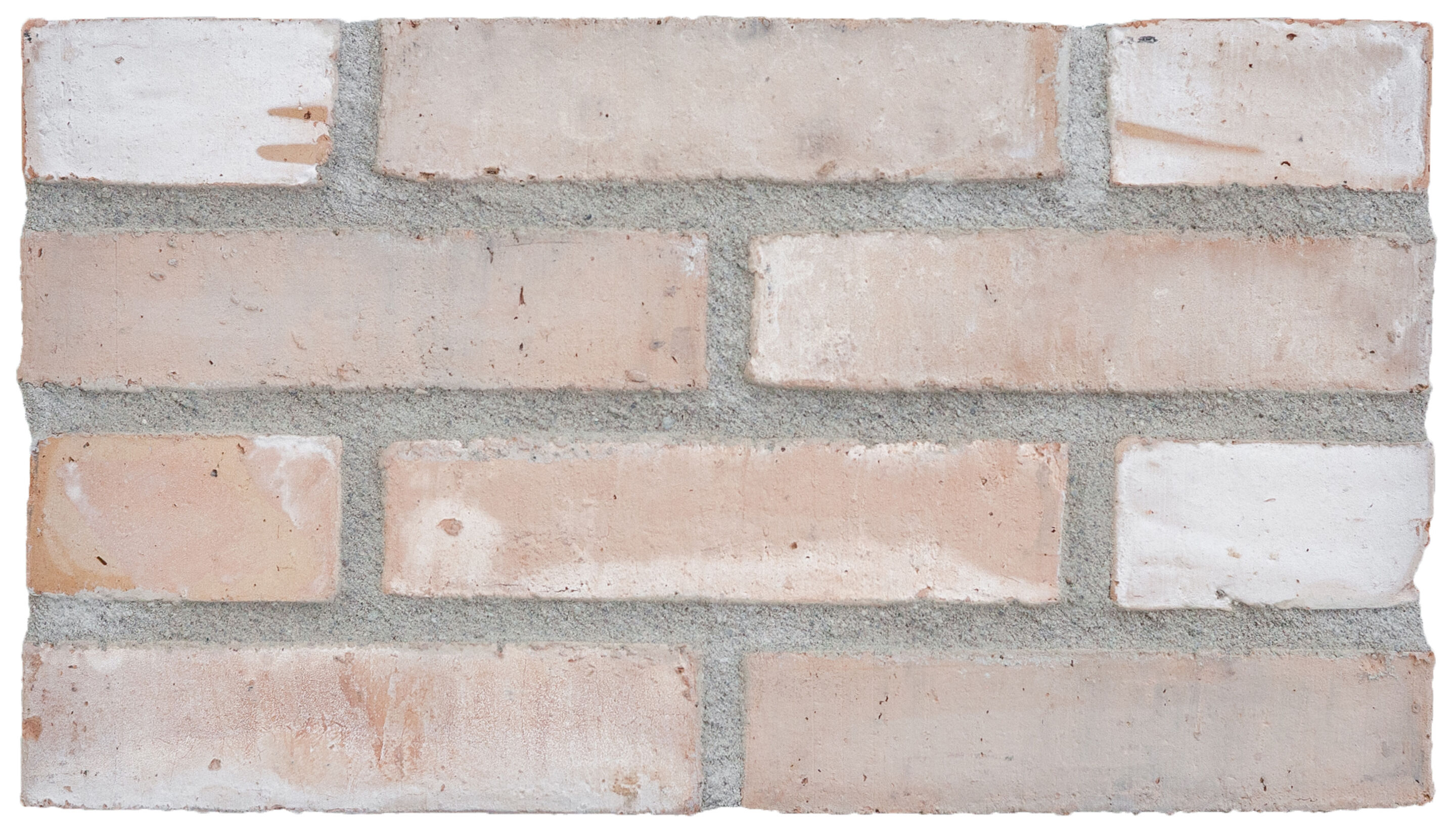 Murtegel Tulip | Willab Garden