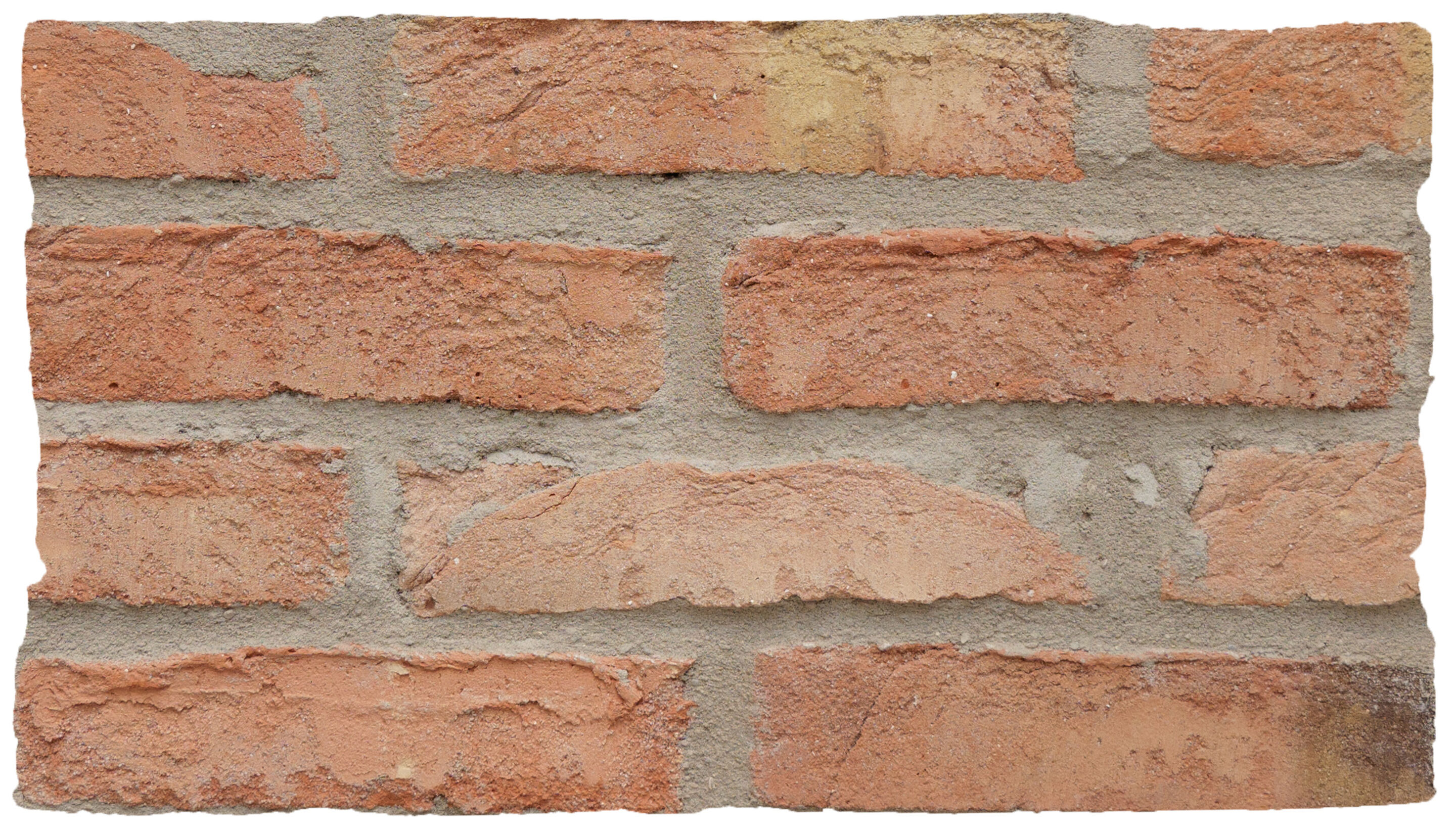 Murtegel Tulip | Willab Garden